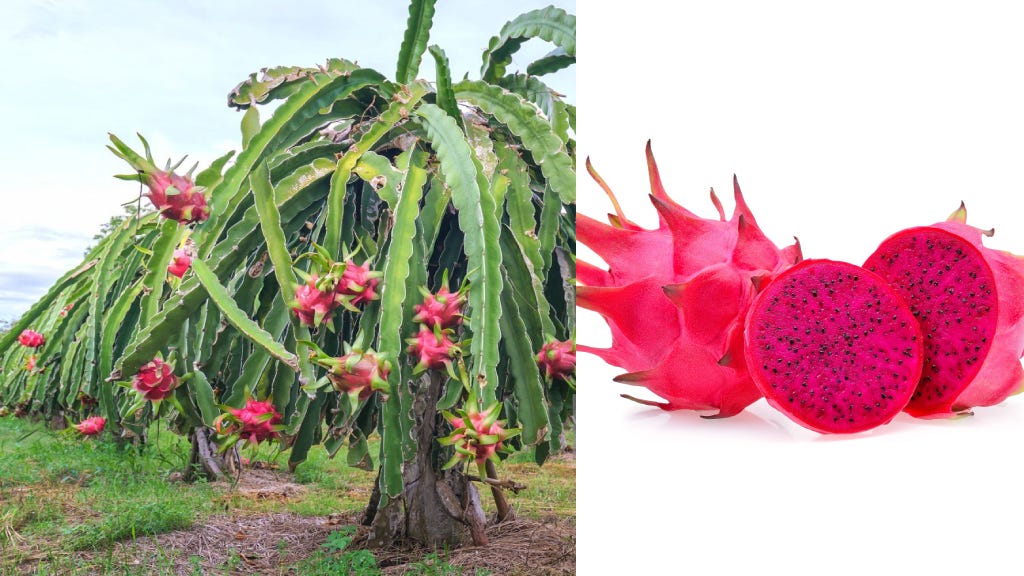 Red Dragon Fruit Taste