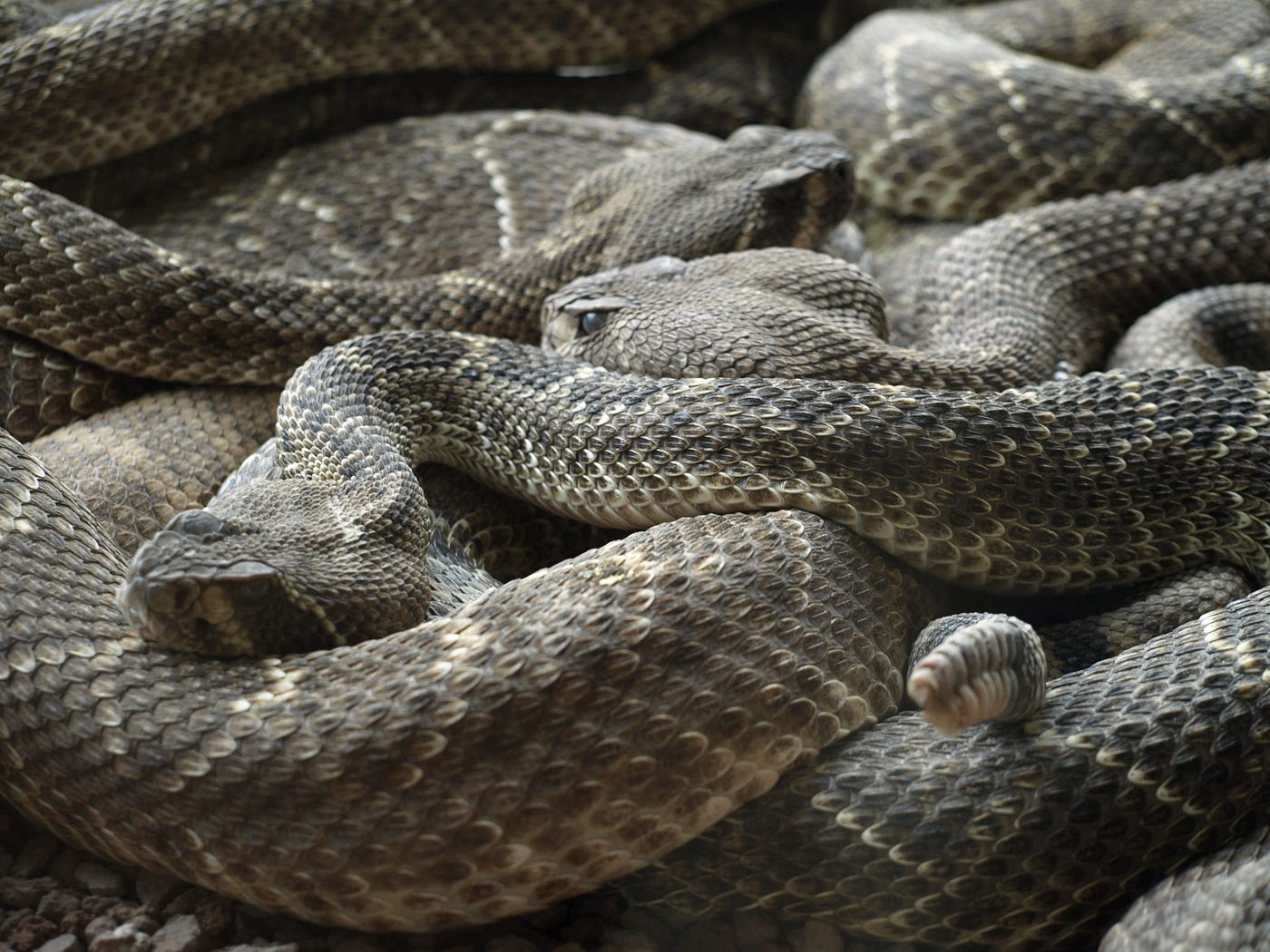 Do Snakes Have Friends