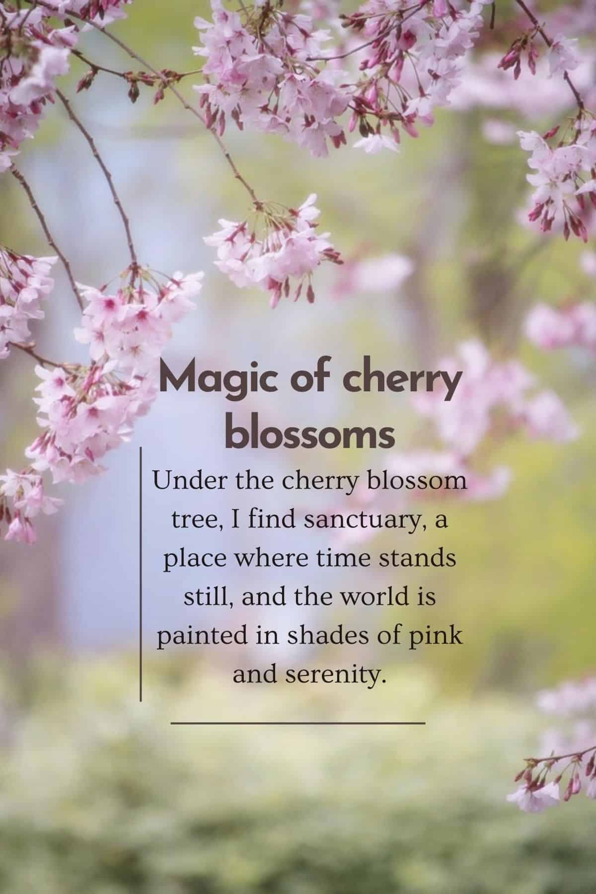 Sakura Season Quotes SOTC Travel On X: "Discover The Breathtaking
