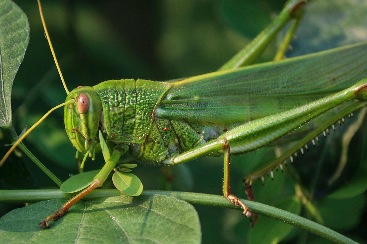 Kung Fu Grasshopper Memes What's Up Grasshopper GIF | GIFDB.com
