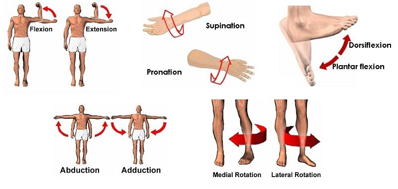 Body Movement Anatomy
