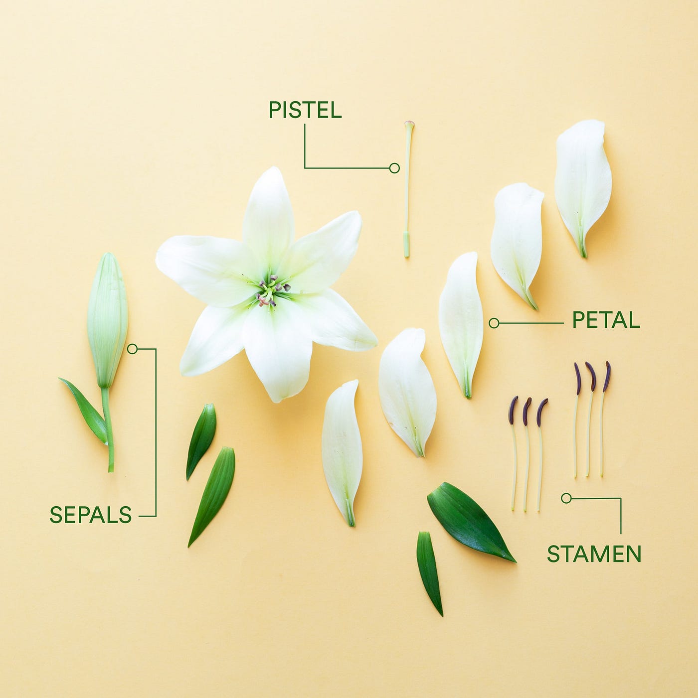 Basic Parts Of A Flower