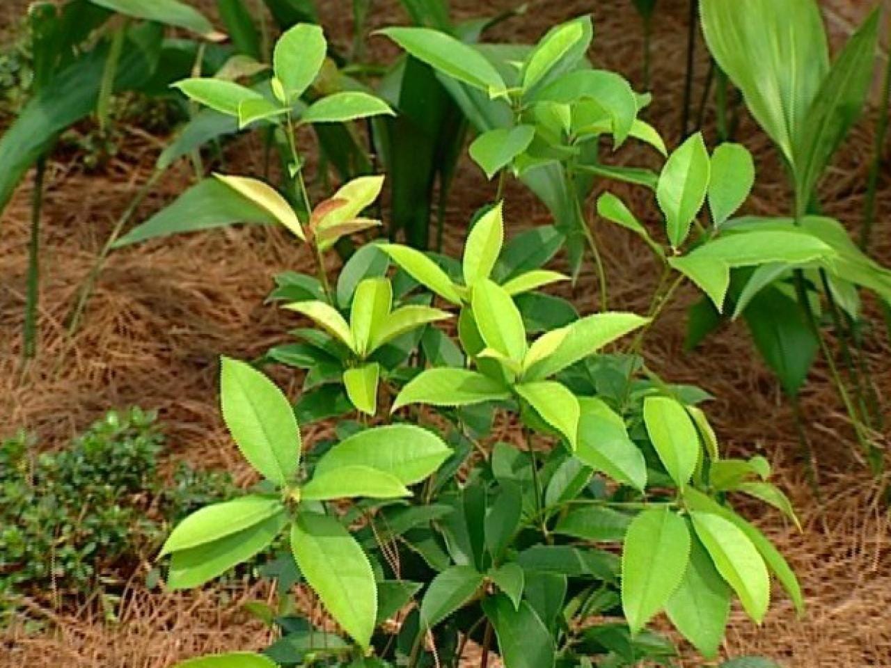Pohon Jelutung