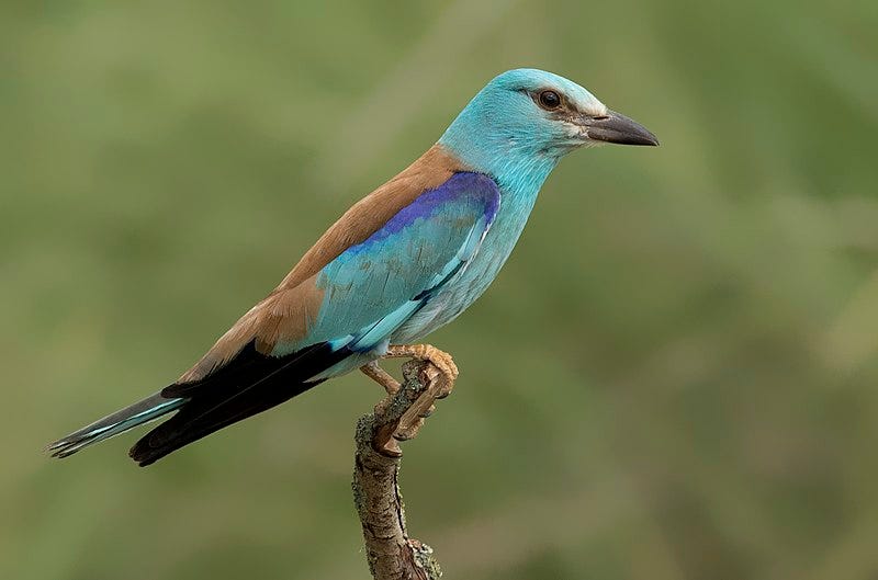 European Roller Bird