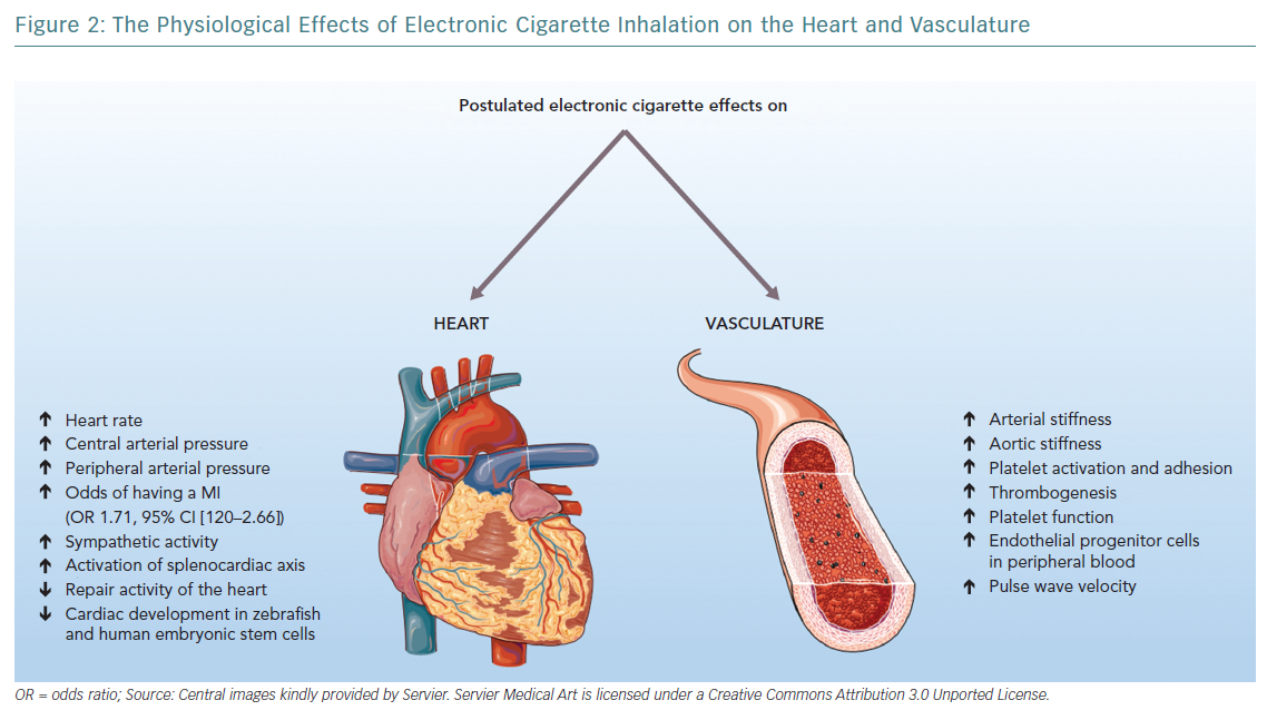 Effects Of Smoking On The Circulatory System