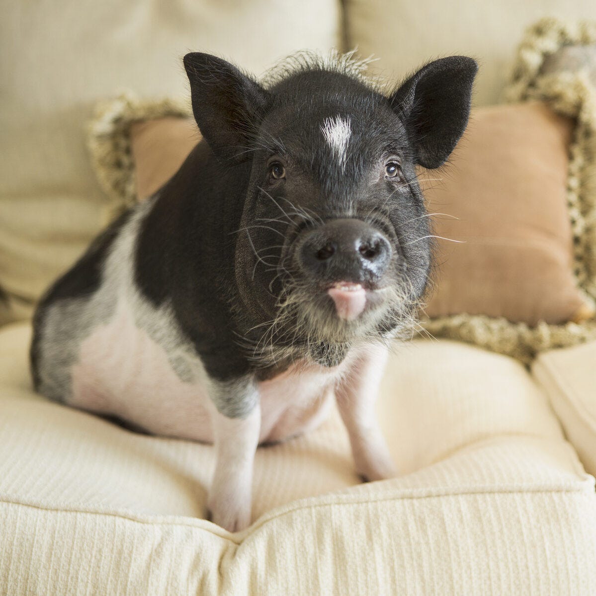 Cool Pets To Have