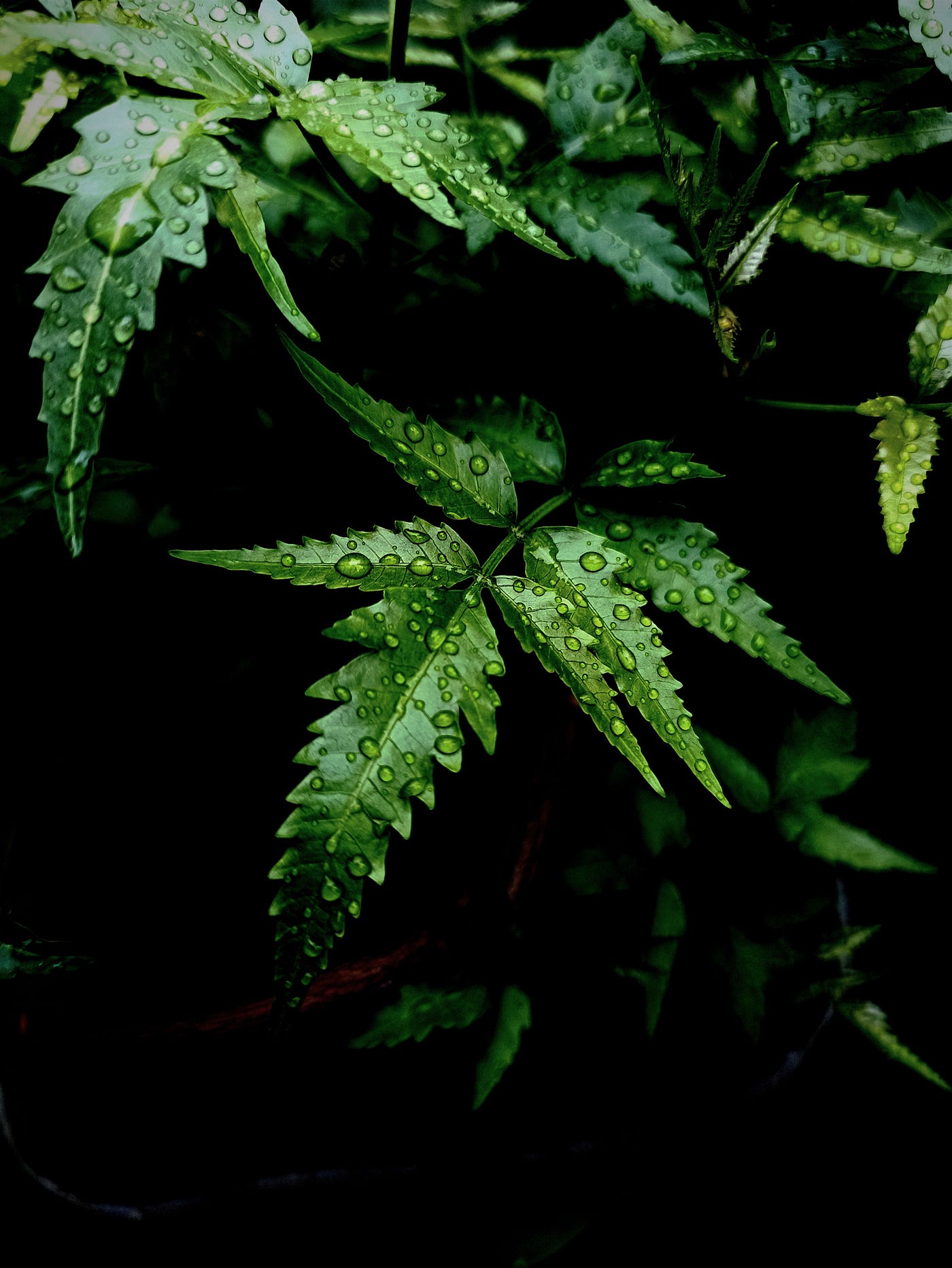 Neem Tree Leaves