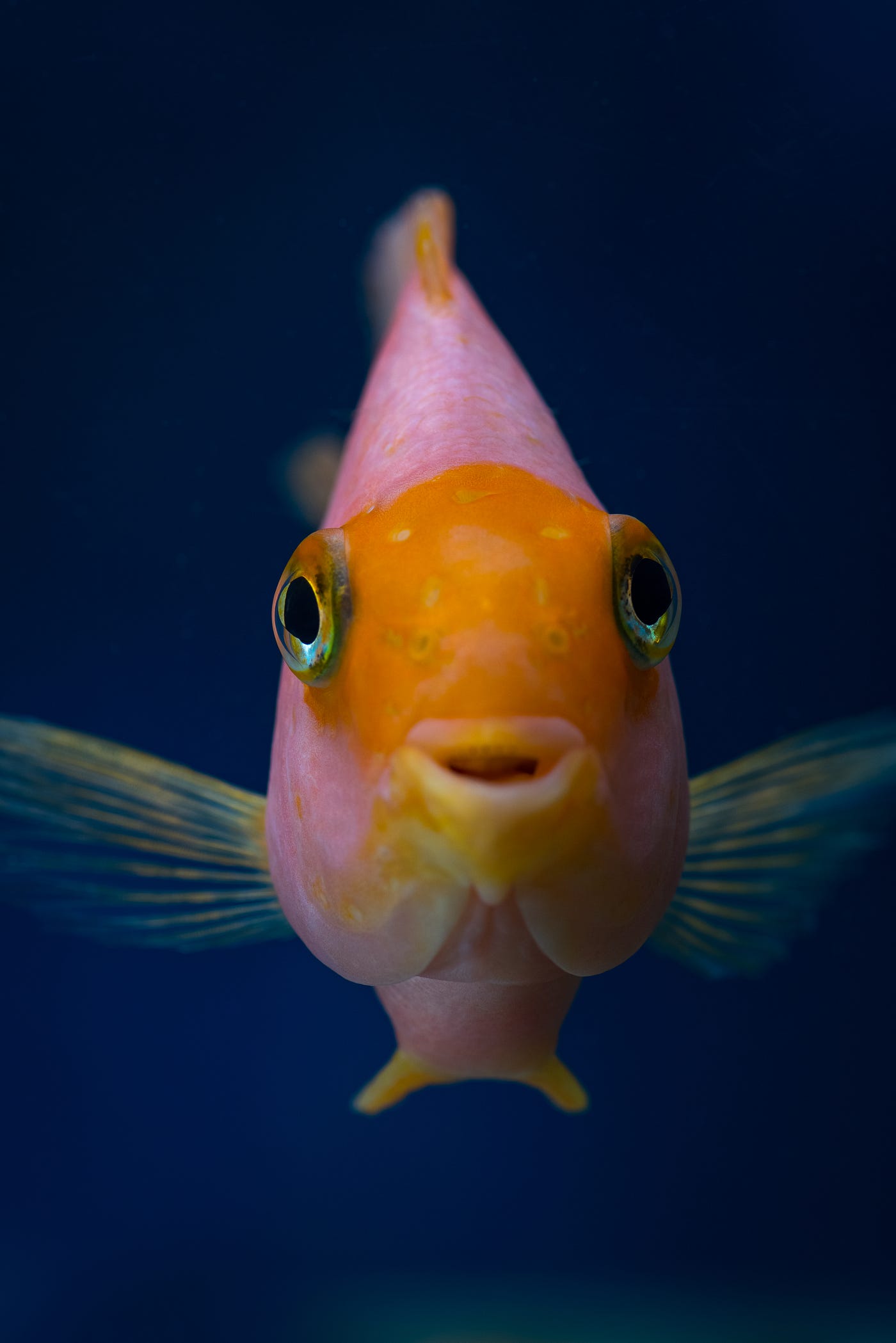 Happy Fish Face