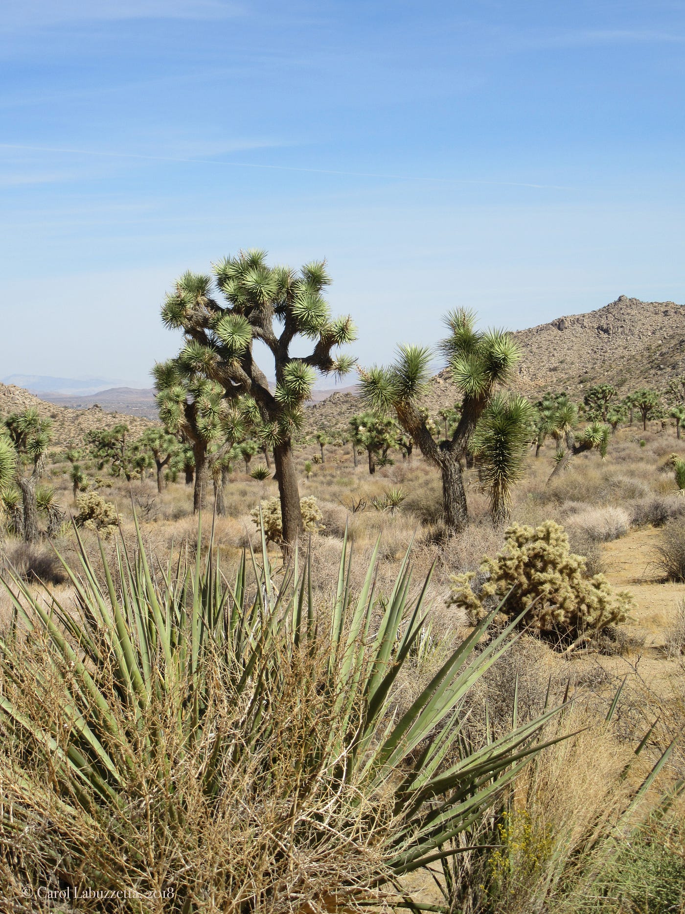 South West Desert Plants