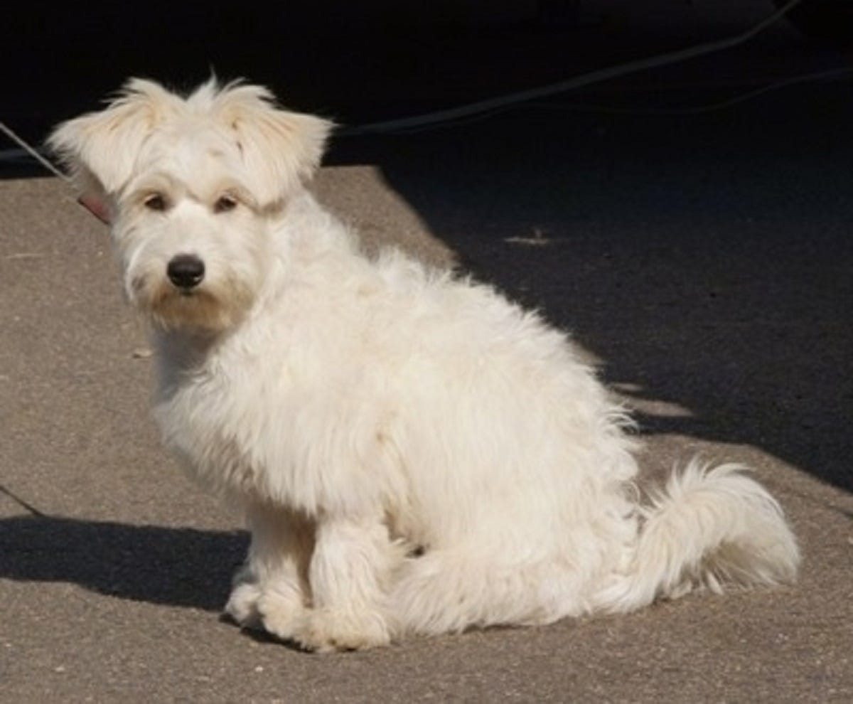 American Eskimo Mix Puppies