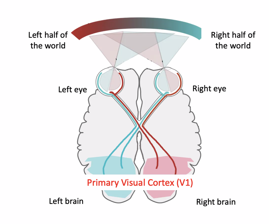 Primary Visual Cortex THE BRAIN FROM TOP TO BOTTOM