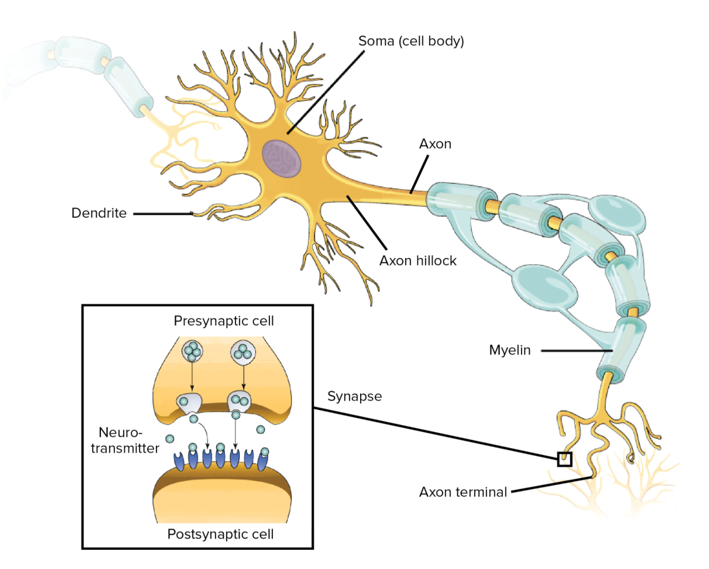 Sensory Neuron Labeled Synapse