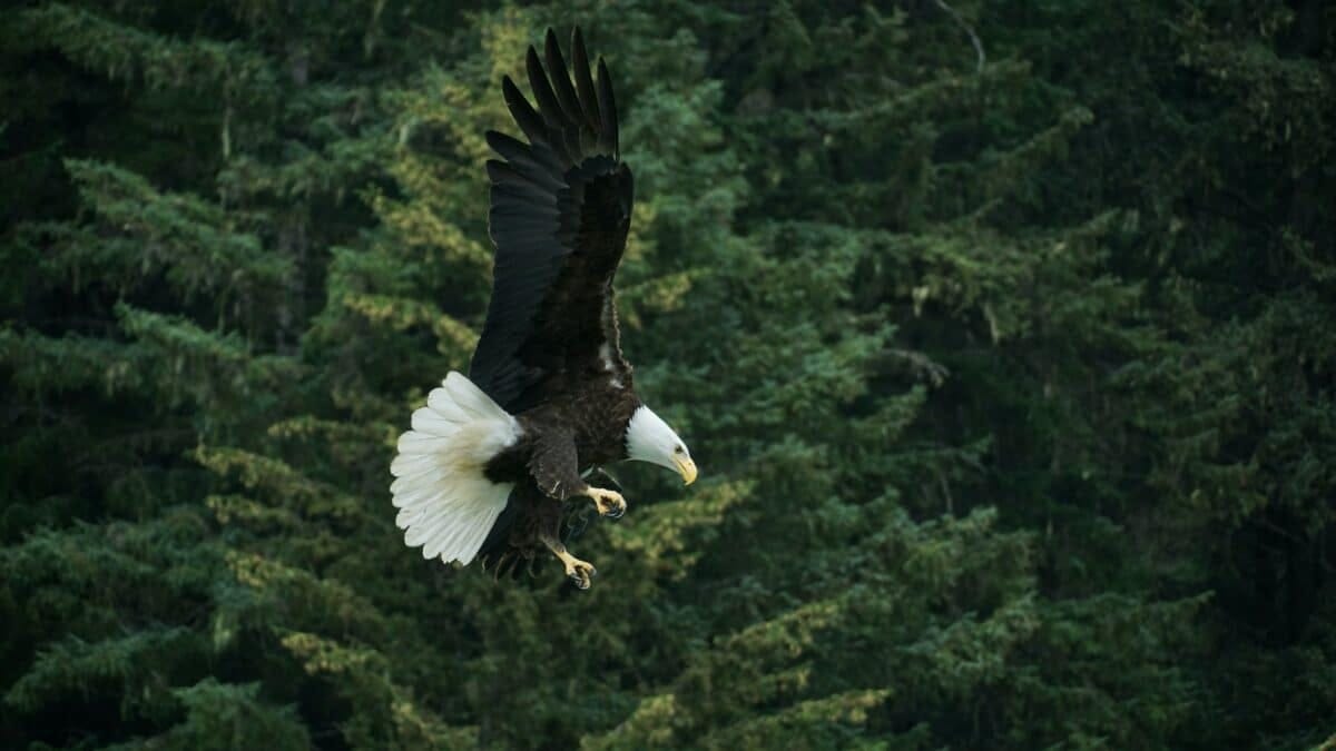 Bald Eagle Carrying Off A Cat
