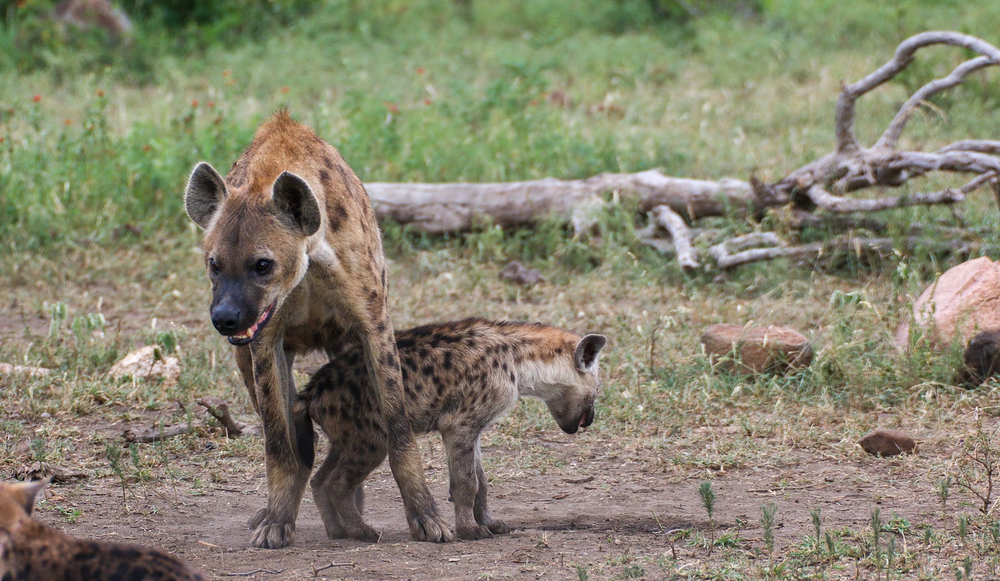 Spotted Hyena Female