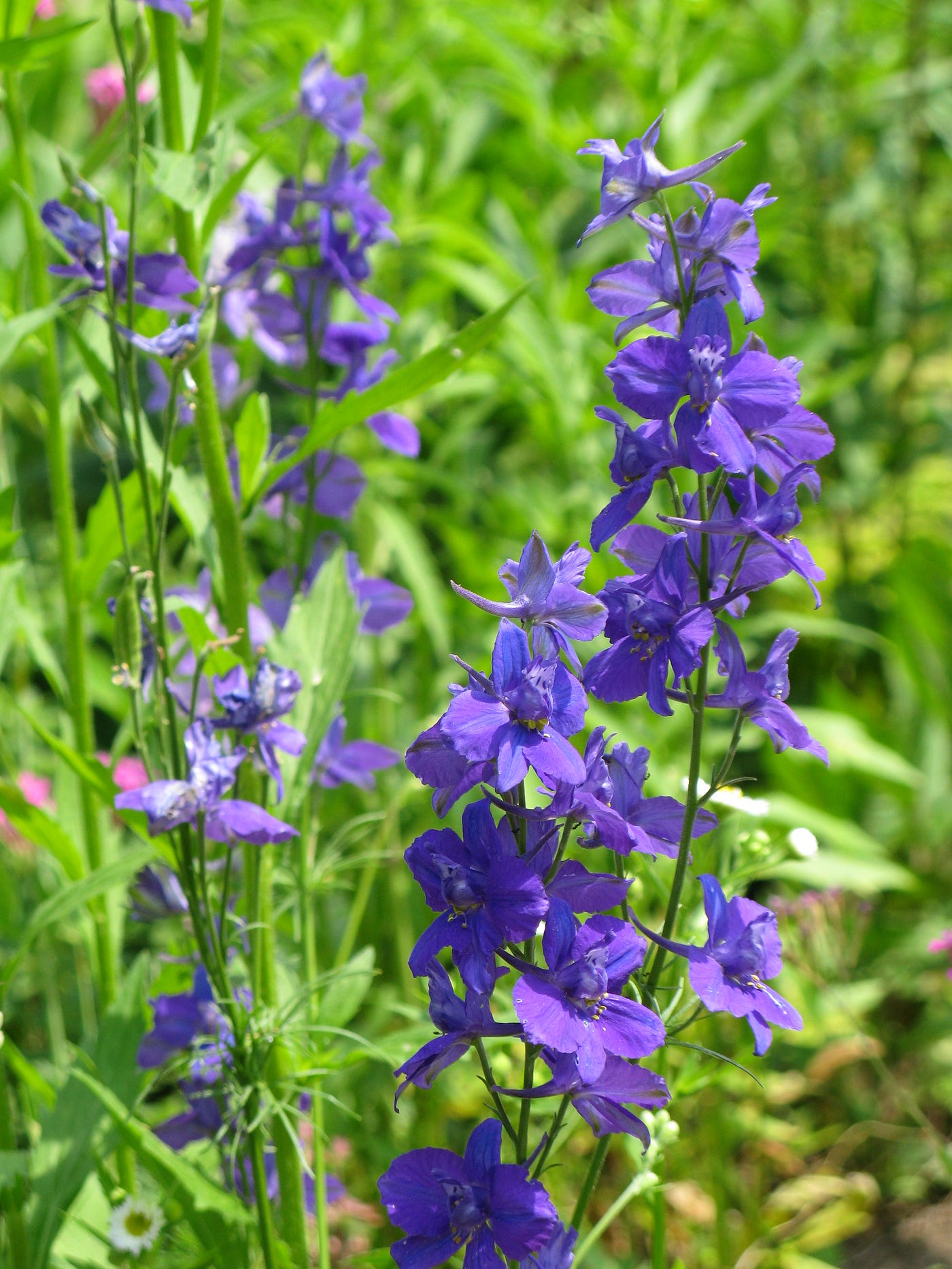 July Birth Flower Tattoo