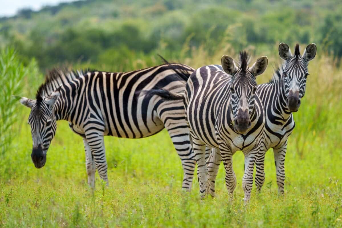 Which Animals Eat Plants Animal Digestion — Kidcyber