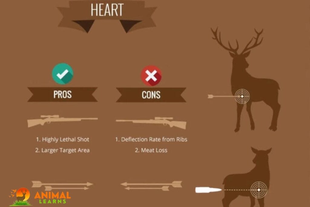 The Anatomy Of A Deer