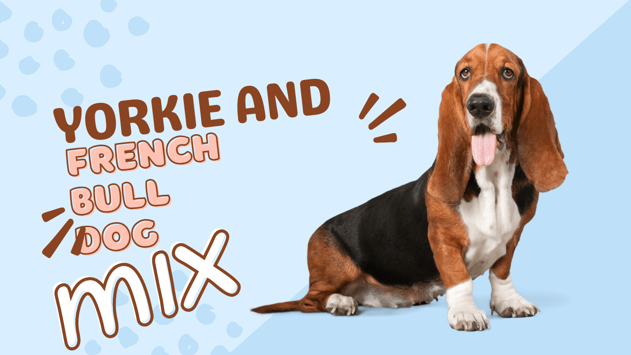 French Bulldog Yorkie Mix