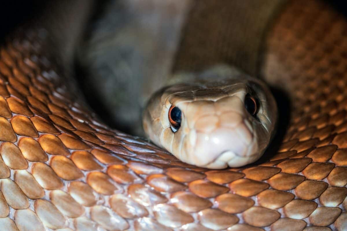 Coastal Taipan Bite