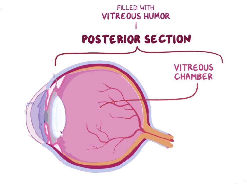 Anterior And Posterior Segment Of The Eye