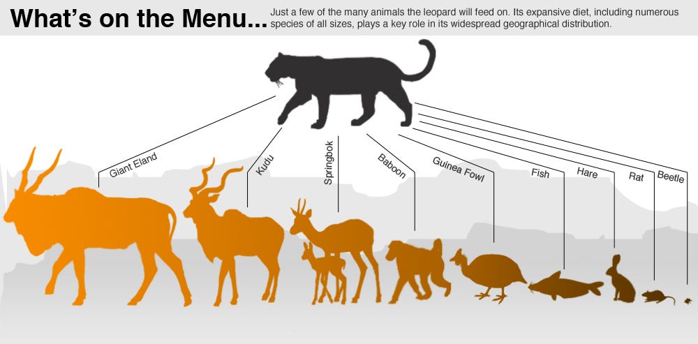 Black Panther Eating Deer