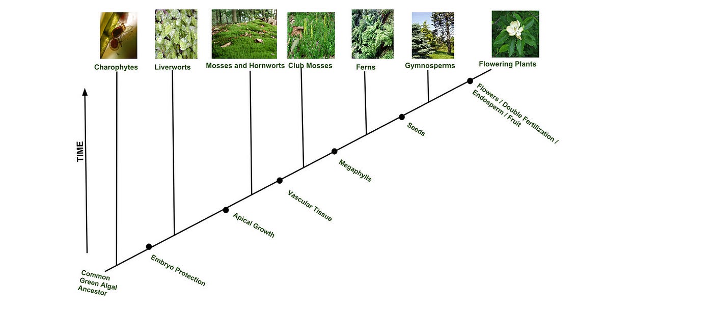 First Flowering Plants Mesozoic Era
