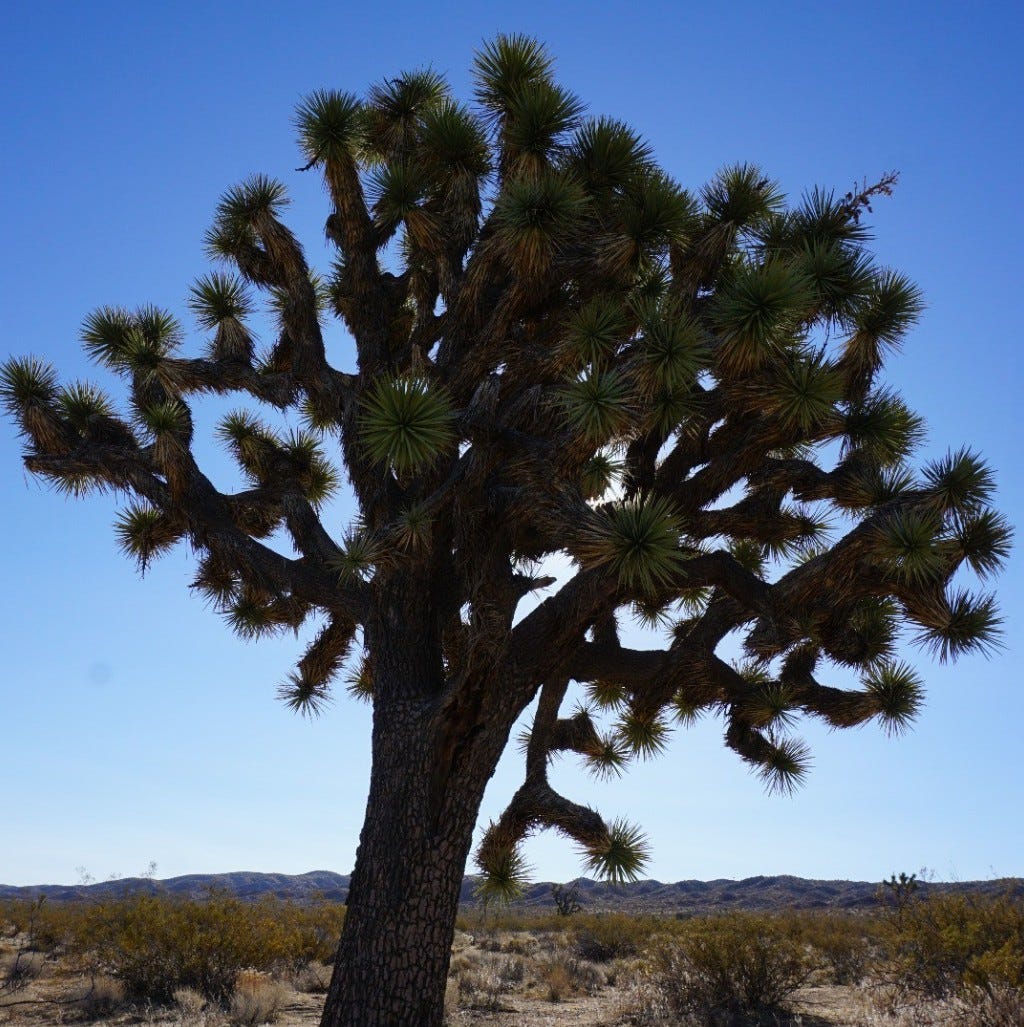Joshua Tree Desert