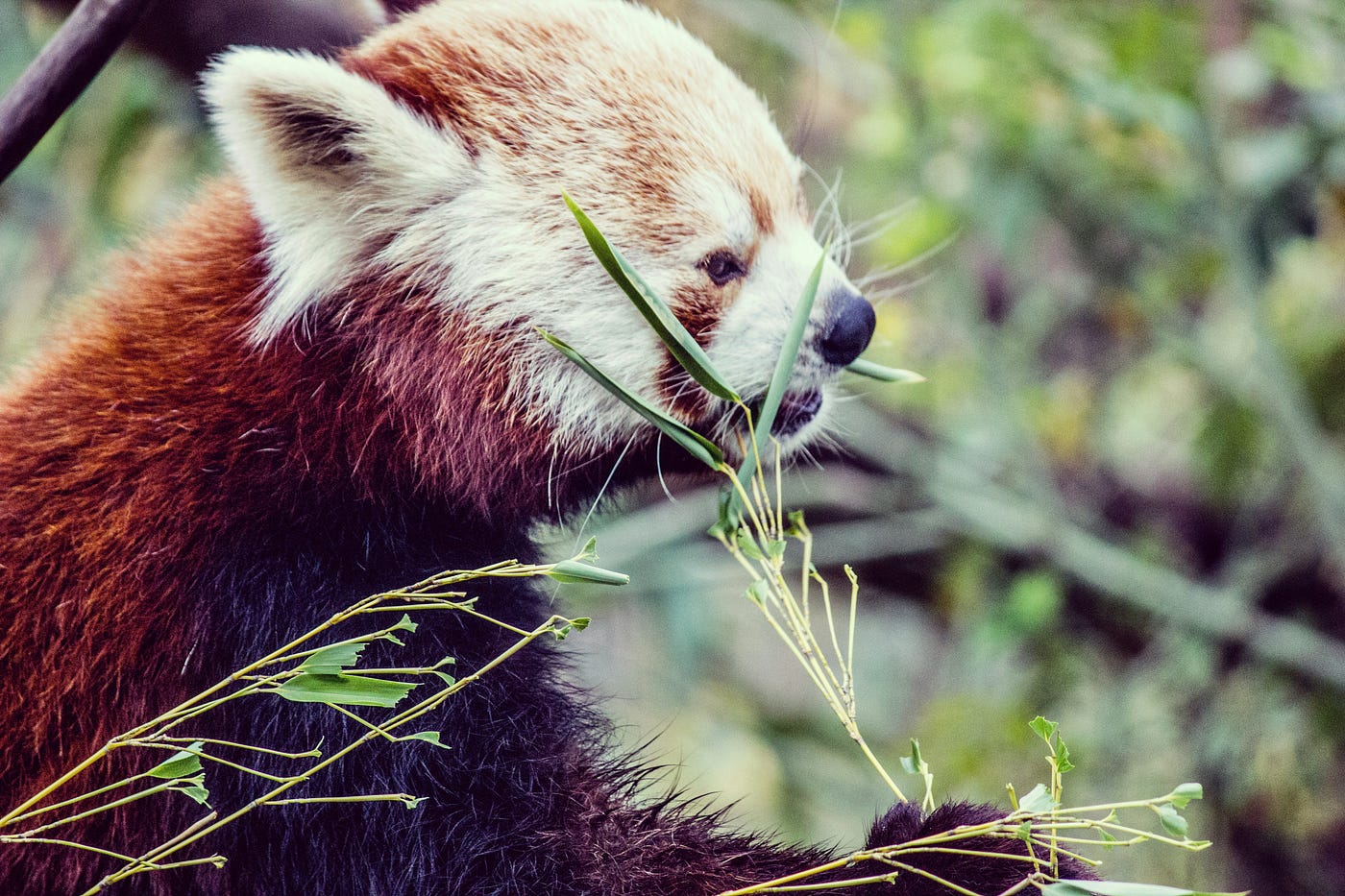 Vicious Red Panda Unmasking The 'Ferocious' Red Panda | By Annette