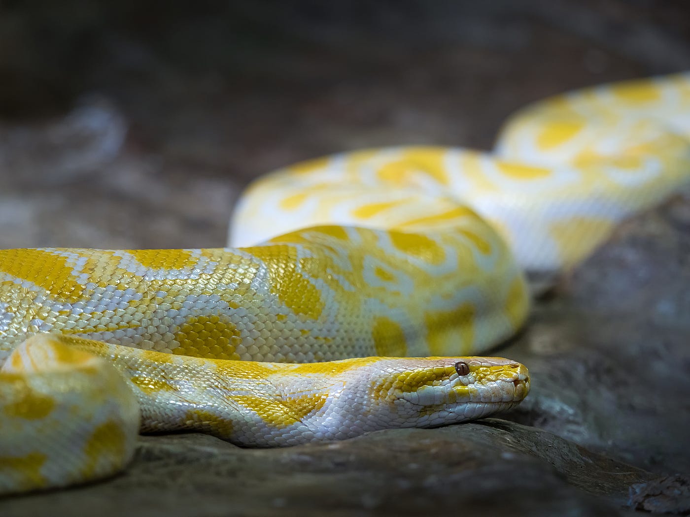 Burmese Python Poop