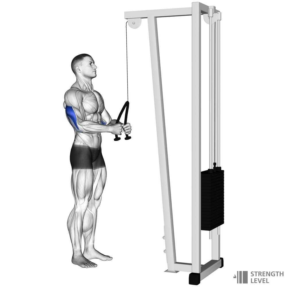 Mastering Triceps Cable Workouts: Your Path To Strong And, 58% OFF