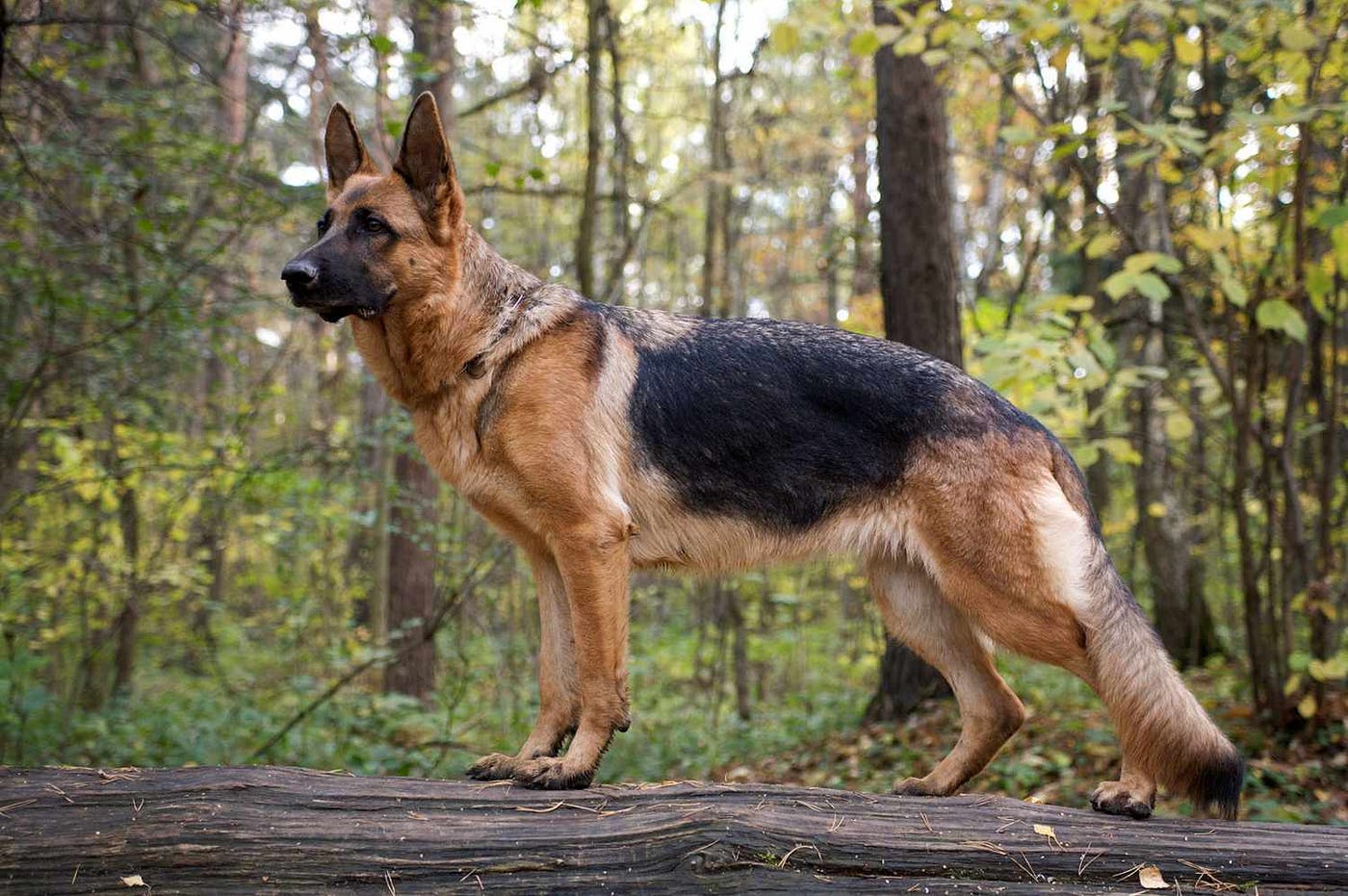 Full Grown German Shepherd Size