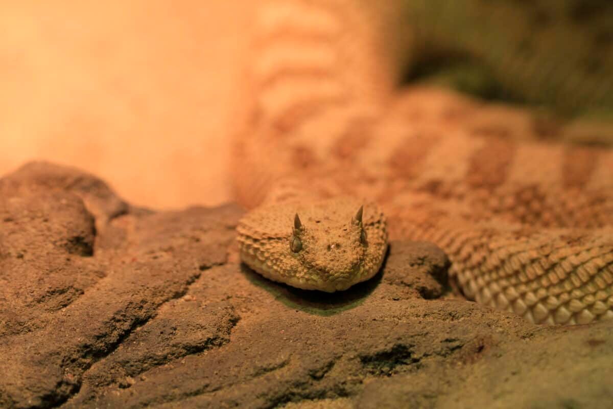 Saw Scaled Viper Bite