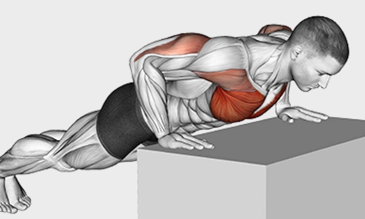 Push Up Muscles Targeted