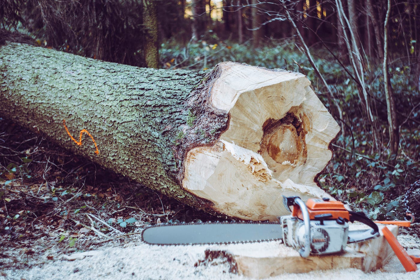 Husqvarna 440 Vs 440E The Ultimate Chainsaw Showdown by Jessica Jones Medium