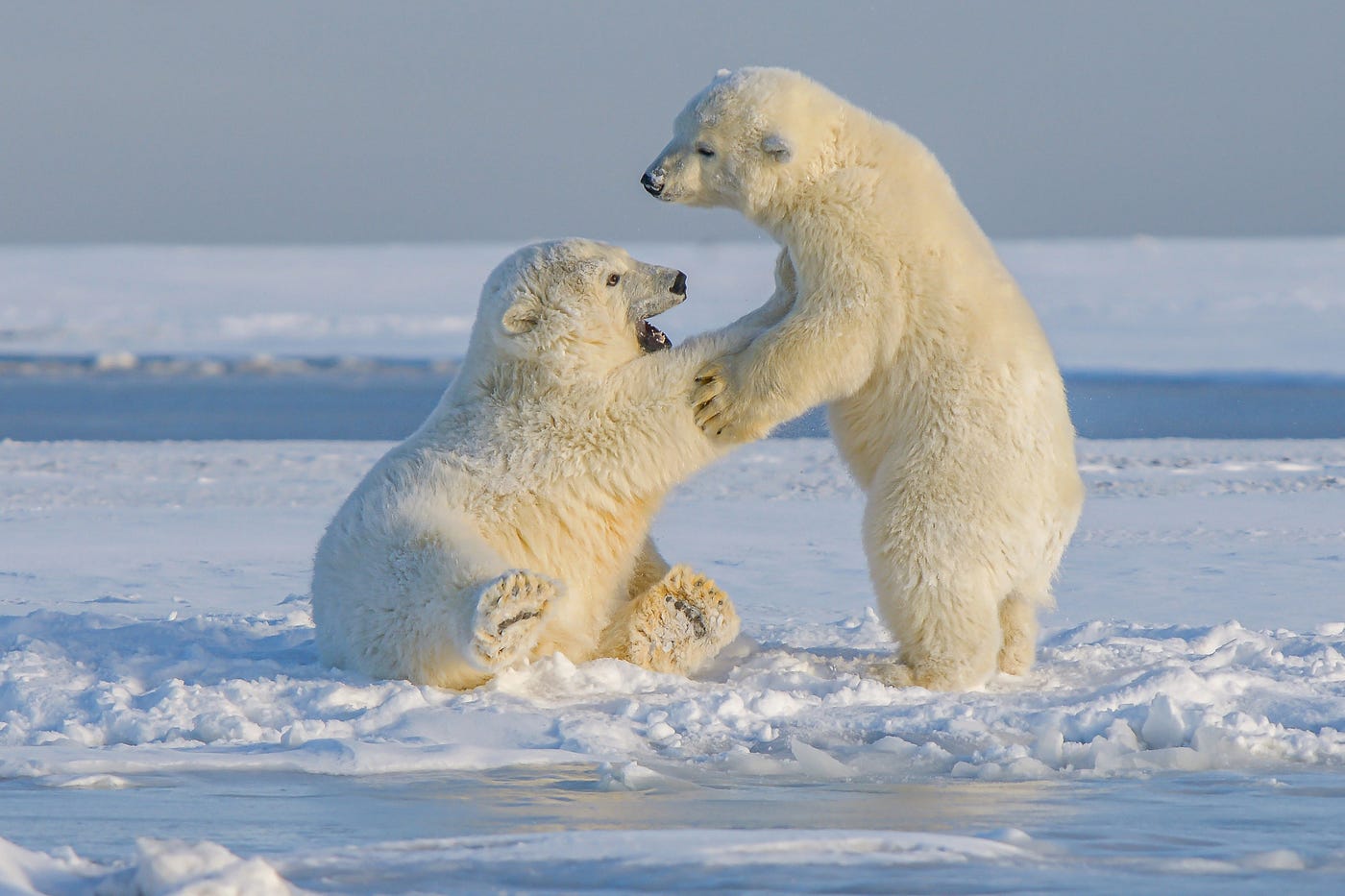 Arctic Polar Bear Habitat