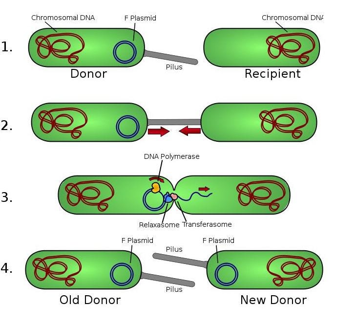 Biology Monera