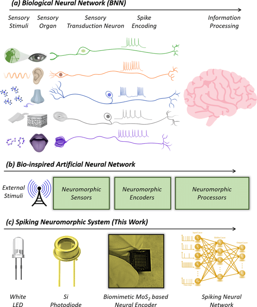John Von Neumann Computer Science Brain Computers?. The Von Neumann