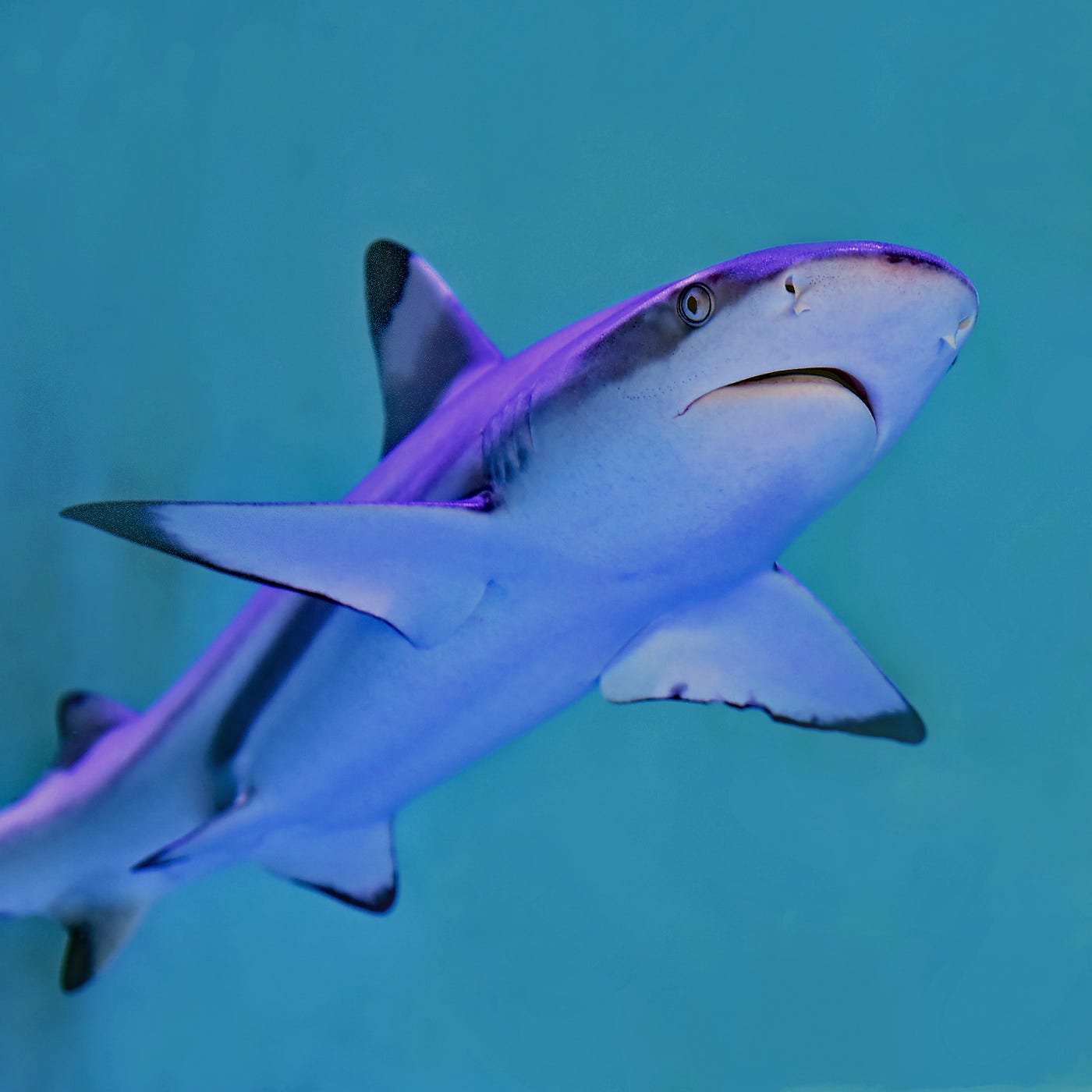 Cool Real Sharks