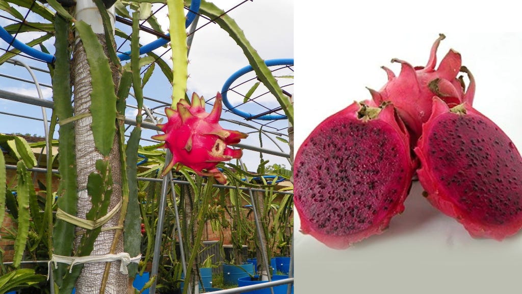 Pitaya Cactus