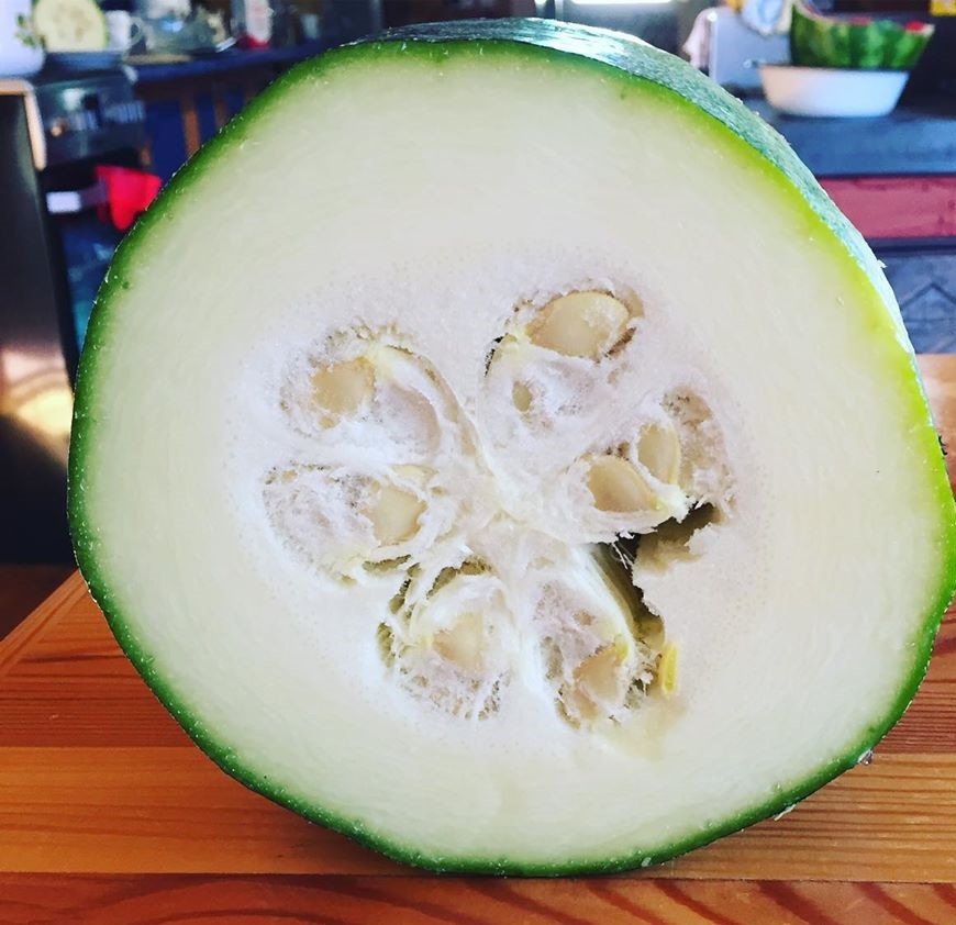 Vegetable Marrow Squash