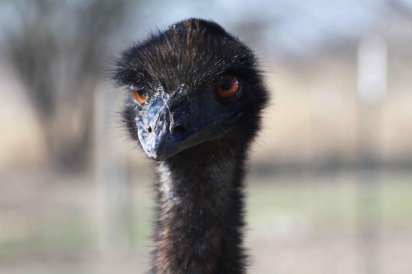 Ostrich Angry