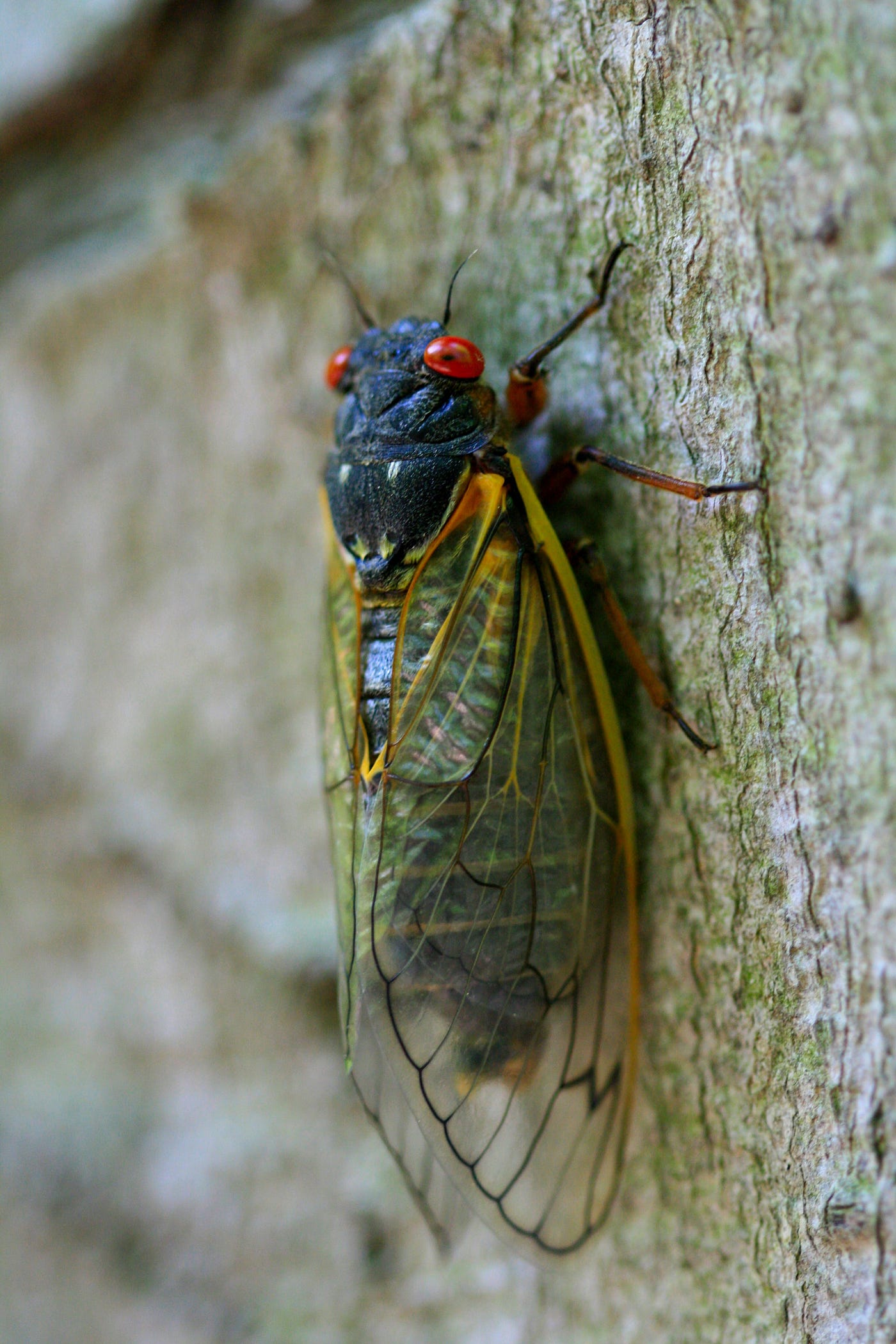 Cicada 3301