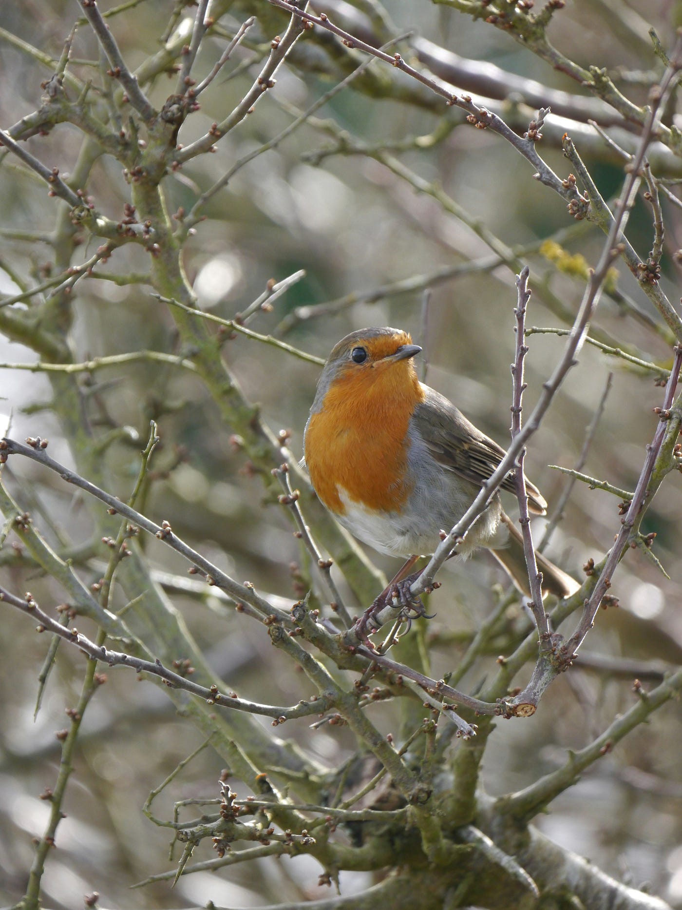 Red Robin Bird Logo Robin Foto's, Afbeeldingen En Stock Fotografie