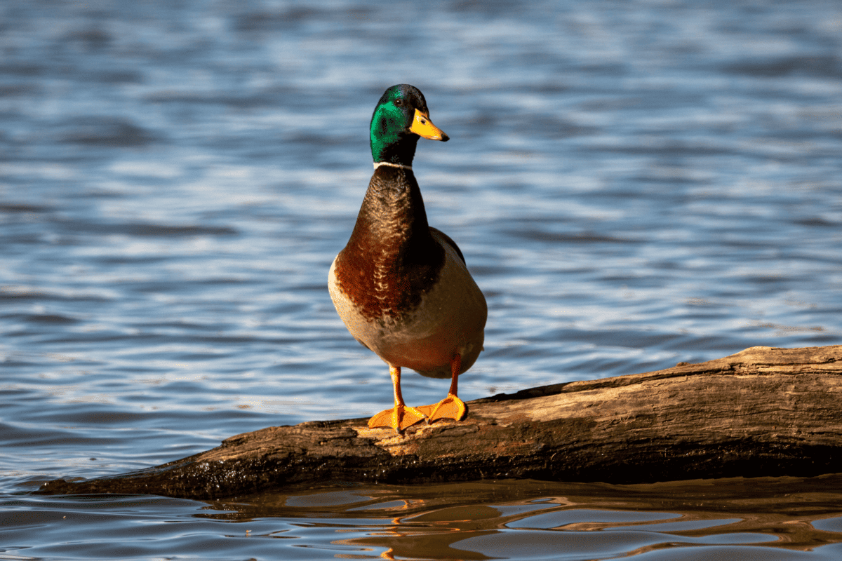 Animals That Live In Lakes