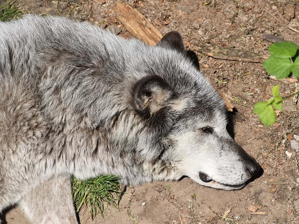 Largest Grey Wolf On Record Largest Ever Wolf Cull Takes Place In