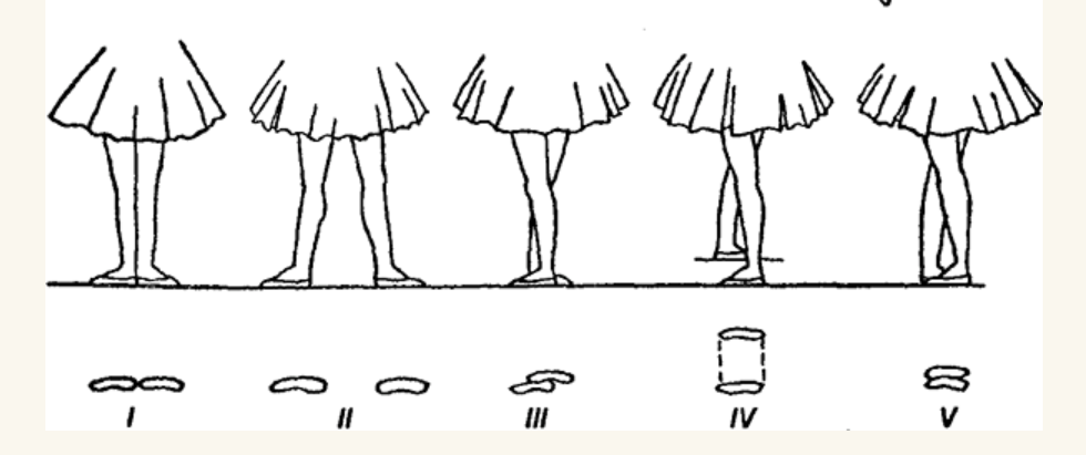 Ballet Positions 1 5
