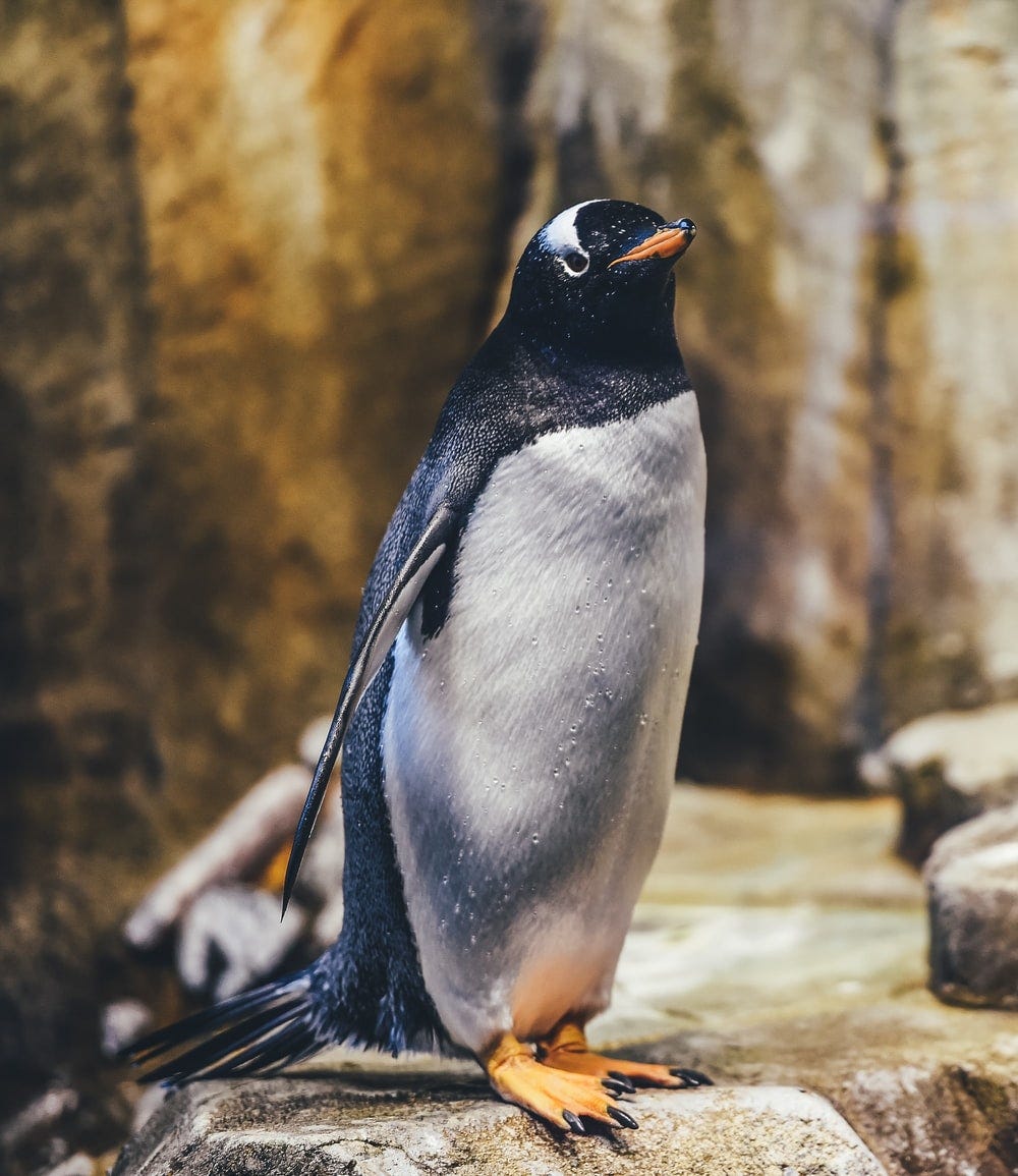 Shark Vs Penguin