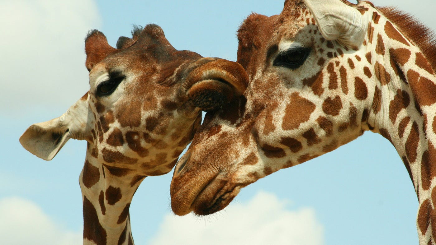 Weird Animal Courtship