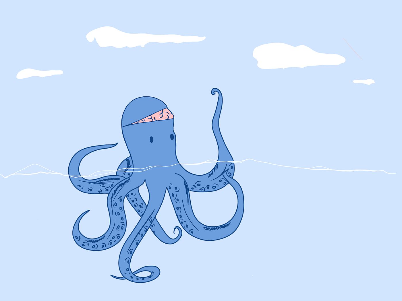 Phylum Mollusca Octopus