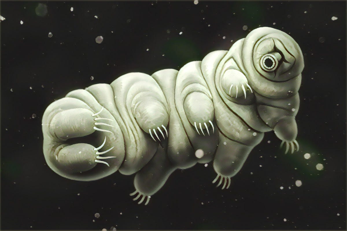 Water Bears In Space